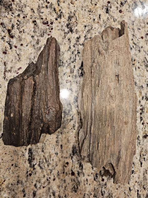 Question Why Does One Fossilized Tree Wood Look Different From Other