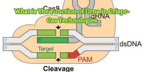 What Is The Function Of Grna In Crispr Cas Technologies