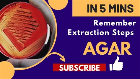 Steps Of Extracting Agar From Red Seaweed Youtube