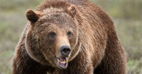 Grizzly 399 Where To Photograph The World S Most Famous Bear PetaPixel
