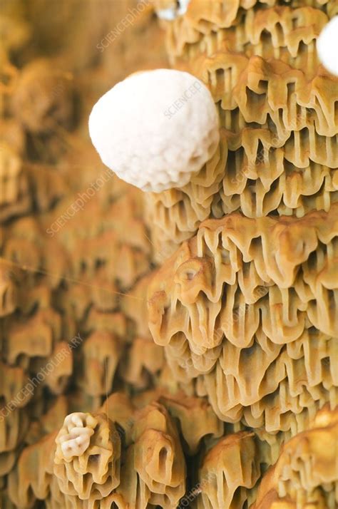 Dry Rot Fungus Stock Image C0053137 Science Photo Library