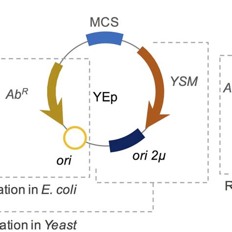 Modular Vectors Designed For Yeast The Yeast Centromeric Plasmids Download Scientific Diagram