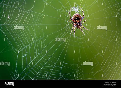 Western Spotted Orb Weaver Neoscona Oaxacensis Spider In Center Of