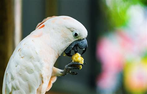 Premium Photo Close Up Of Parrot Eating