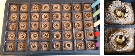 Figure 2 From Functional Analysis Of Polyketide Synthases In The Biocontrol Fungus Clonosthachys