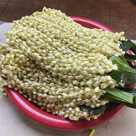 มะลิแก้บนหลวงพ่อทันใจเชียงใหม่ ราคาพิเศษส่งฟรี