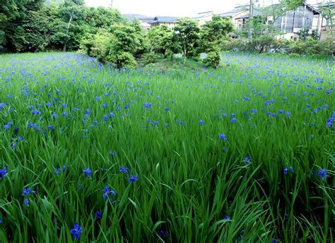 上賀茂大田神社天然記念物かきつばた 京情緒 京りんたろう