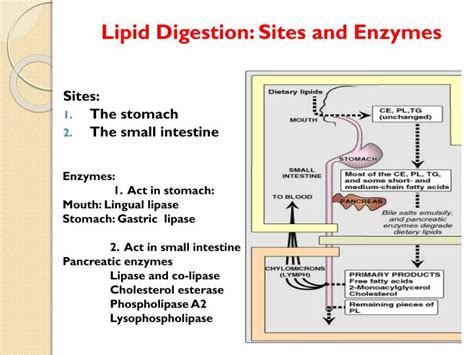 PPT Biochemical Aspects Of Digestion Of Lipids PowerPoint