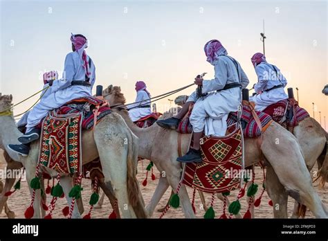 Desert Safari Camel Ride Festival In Abqaiq Dammam Saudi Arabia Stock