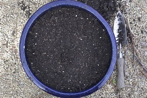 How To Reuse Or Amend Old Potting Soil