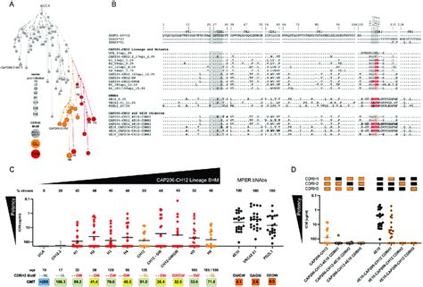 1112 Gw 1113 Motif Increases Neutralization Potency A