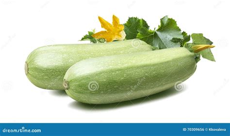 Zucchini Squash Green Leaf Flowers 2 Isolated On White Background Stock