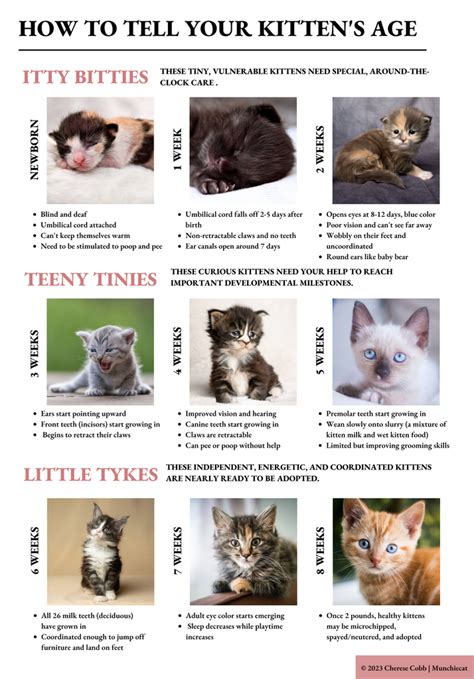 How To Bottle Feed Your Newborn Kitten A Beginners Guide Munchiecat