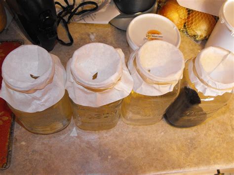 Results Of Our Fruit Fly Experiment A Net In Time Schooling
