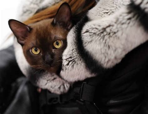 Burmese Cat Breeders Pennsylvania Kittens And Cats For Sale