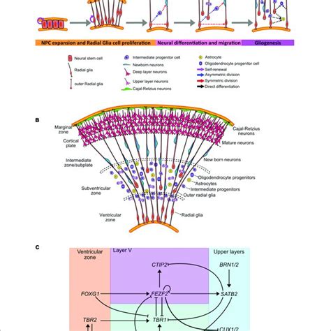 Human Neocortical Development A Schematic Illustration Of Download Scientific Diagram