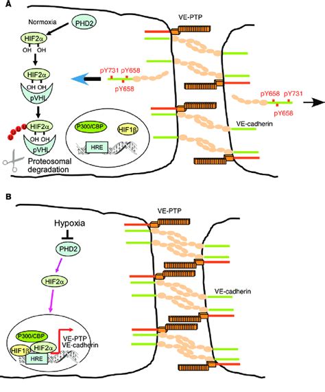 Signaling Pathways Regulating Hif2α Induced Ve Ptp Expression A In