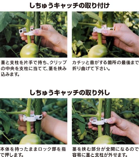 しちゅうキャッチシリーズ 商品紹介 タキイ農業資材オンライン