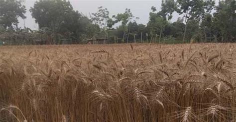 জয়পুরহাটে গম কাটা মাড়াইয়ে এখন ব্যস্ত সময় পার করছেন কৃষকরা জাতীয়