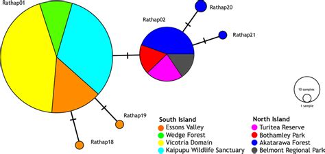 Median Joinning Network Of Six D Loop Haplotypes 585 Bp Recorded In