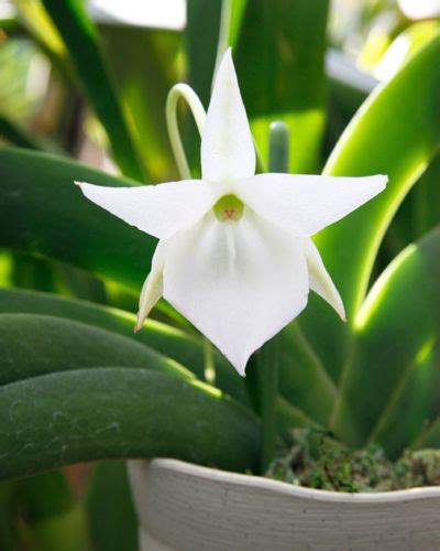 アングレカム Posy Four Seasons Plants Flowers Japan White Seasons Of