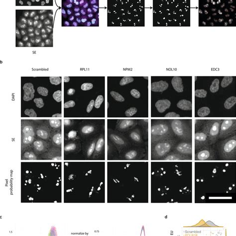 Nucleolus Segmentation A Dapi And Se Images Were Used Together To