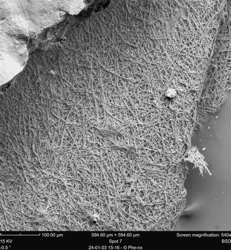 Nanos Tabletop Sem Semplors Versatile Scanning Electron Microscope