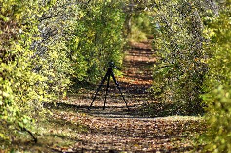 Premium Photo Shadow Of Trees On Grassland