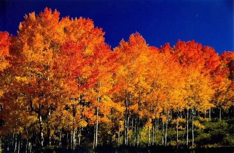 So vivid....wow | Aspen trees, Colorado fall, Autumn trees