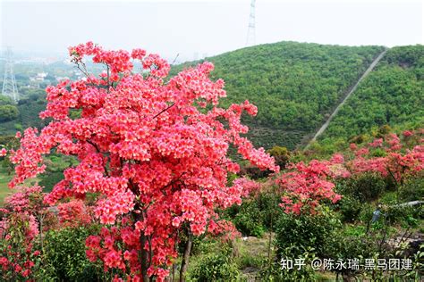 常州龙凤谷30000株映山红漫山遍野这周快来看 知乎