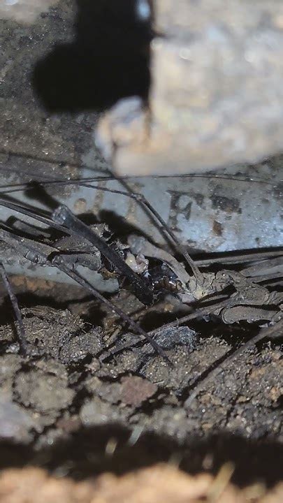 테일리스 휩 스파이더 Youtube