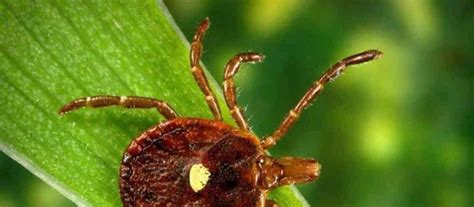 The Dangers Of Tick Borne Disease In The Carolinas