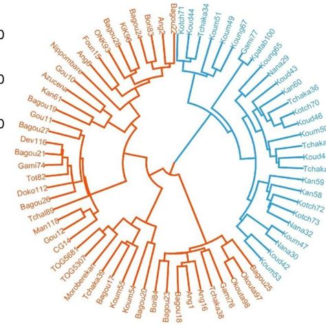consensus clustering between phenotypic clustering and genetic