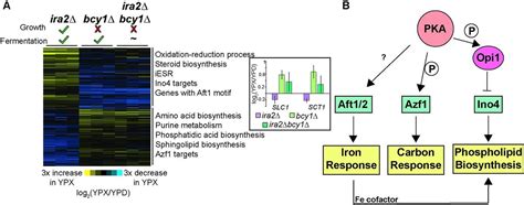 Pka Regulatory Subunit Bcy1 Couples Growth Lipid Metabolism And