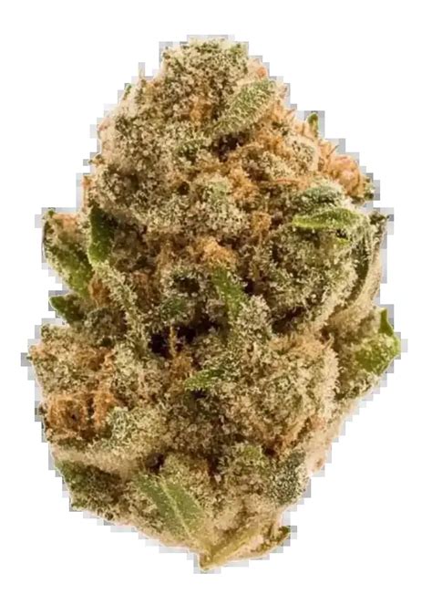 Purple Haze Cannabis Strain Information Growdiaries