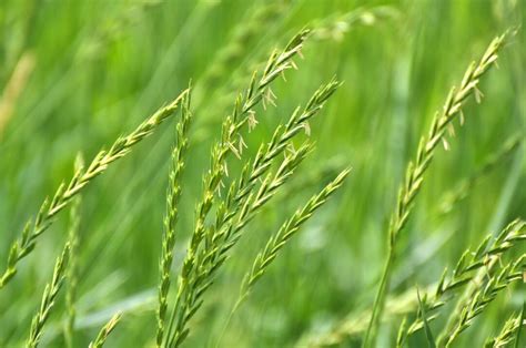 All About Quackgrass Minneopa Orchards