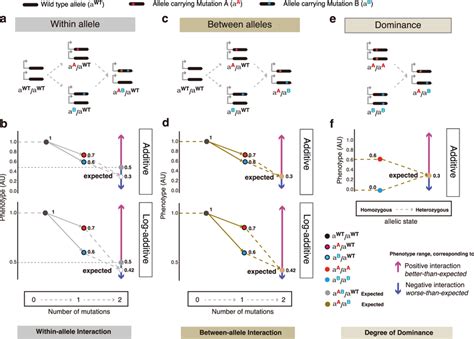 Quantifying Within Allele Between Allele Genetic Interactions And