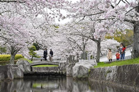 《茨城・桜めぐり》高萩・松岡城址 春の彩り 風に舞う47news（よんななニュース）