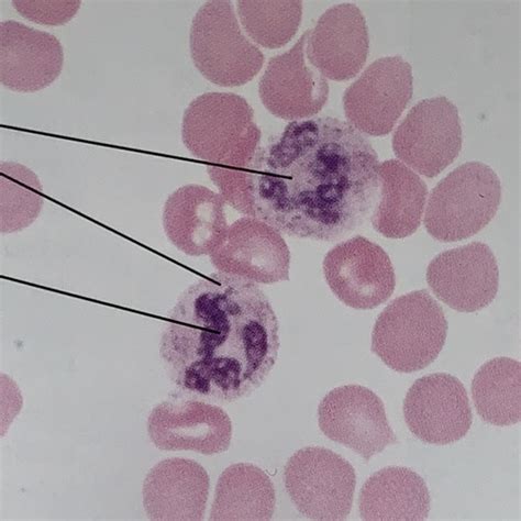 White Blood Cell Identification Flashcards Quizlet