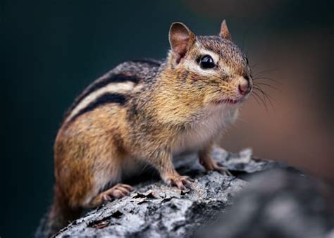 Chipmunk