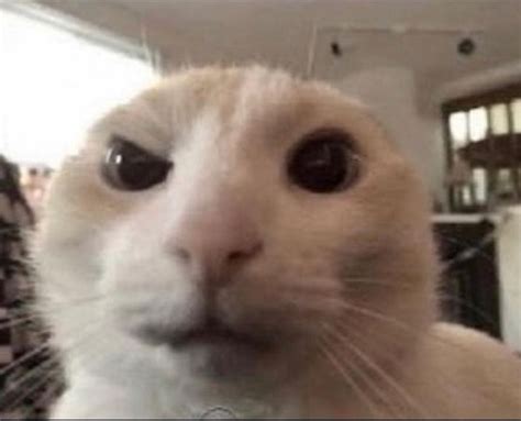 Bombastic Side Eye Cat
