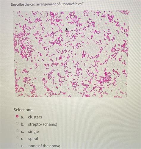 Solved Describe The Cell Arrangement Of Escherichia Coli