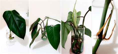 Philodendron Propagation Stem Cutting Water Air Layering