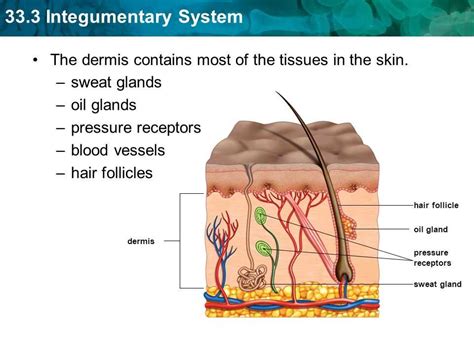 Exploring The Anatomy Of Hair In The Integumentary System
