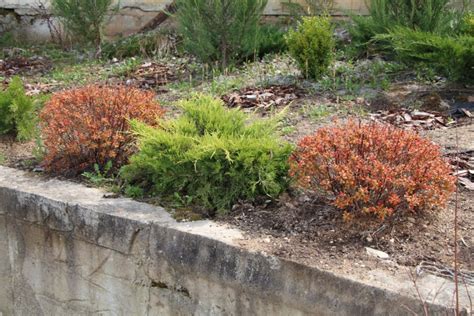 Creeping Juniper Landscape Ideas Types Care And Uses