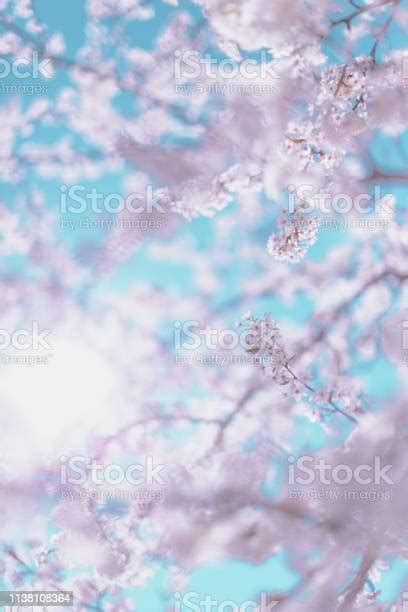 봄 장면푸른 하늘 배경에 분홍색 매 화 꽃입니다 파스텔 컬러 톤 0명에 대한 스톡 사진 및 기타 이미지 0명 계절 관목