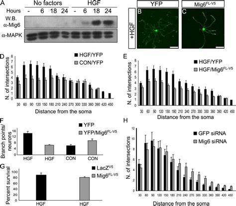 Mig6 Inhibits Hgf Induced Neurite Outgrowth And Branching Of