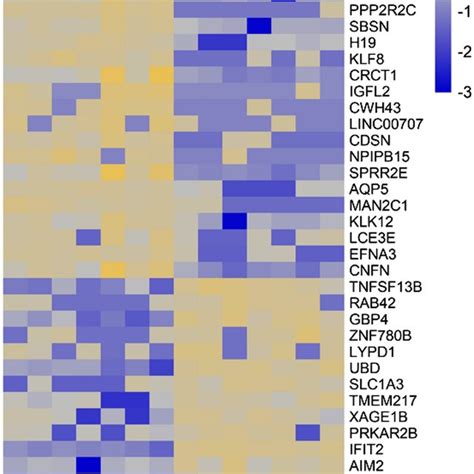 Heatmap Of The Top 25 Up Regulated And 25 Down Regulated Genes In The Download Scientific