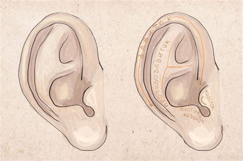 строение уха человека рисунок карандашом Ухо Уроки рисования Рисунки