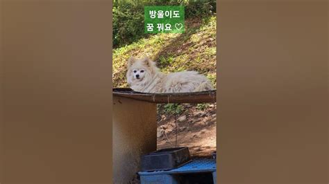 월악 휴게소 뒷산 지킴이 방울이도 푸른 꿈 꾸어요♡ Youtube